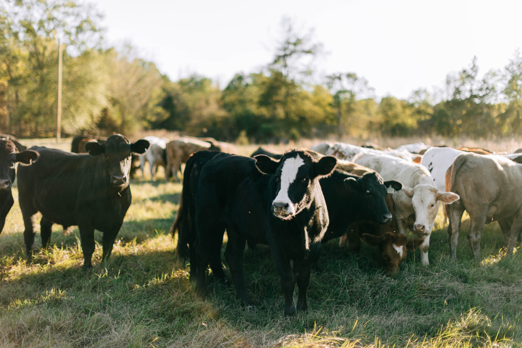 100% Grass-Fed Beef | Grassland Beef